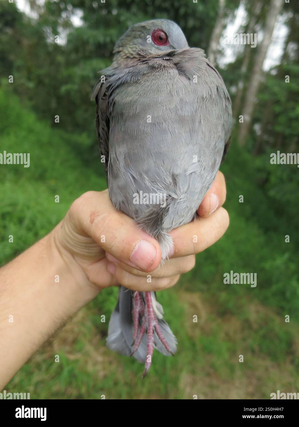 Lemon Dove (São Tomé) (Aplopelia larvata simplex Stock Photo - Alamy