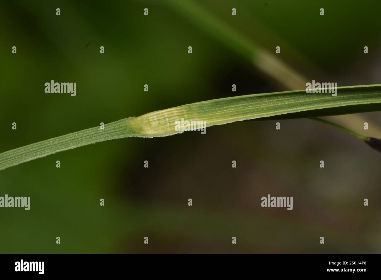 Alaska Large Awn Sedge (Carex macrochaeta Stock Photo - Alamy