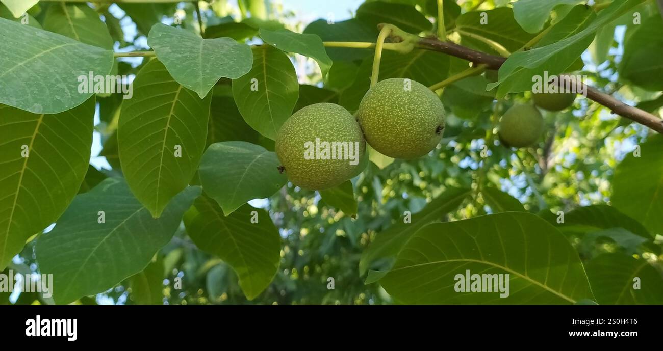 Persian walnut (Juglans regia Stock Photo - Alamy