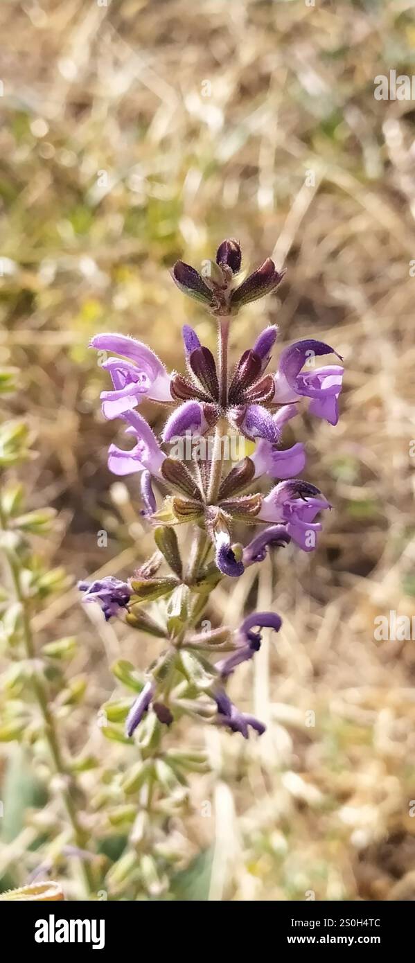 Southern Meadow Sage (Salvia virgata Stock Photo - Alamy