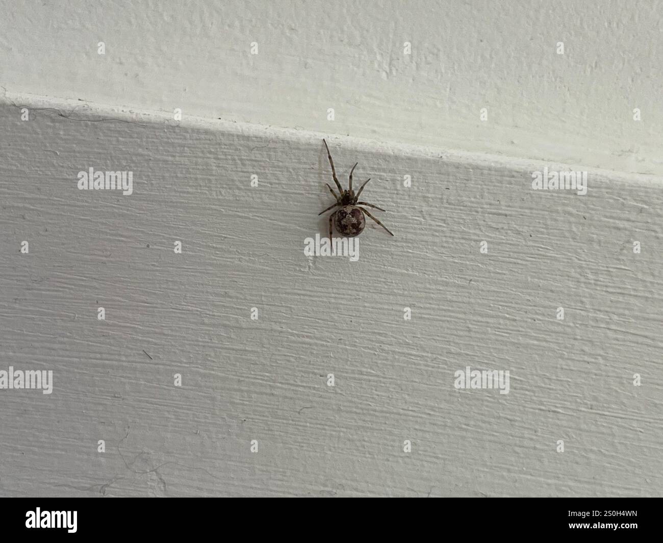 Triangulate Combfoot (Steatoda triangulosa Stock Photo - Alamy
