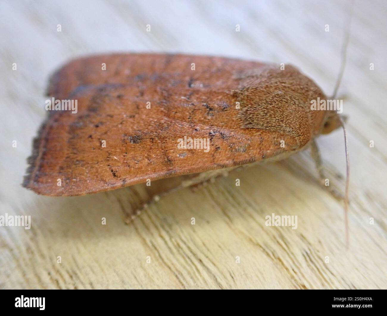 Least Yellow Underwing (Noctua interjecta Stock Photo - Alamy