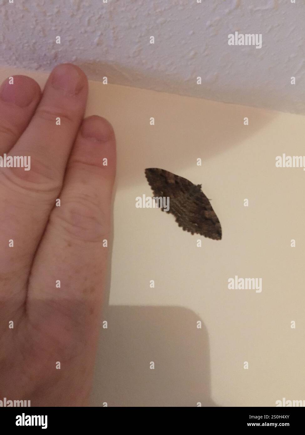 Tissue Moth (Triphosa haesitata Stock Photo - Alamy