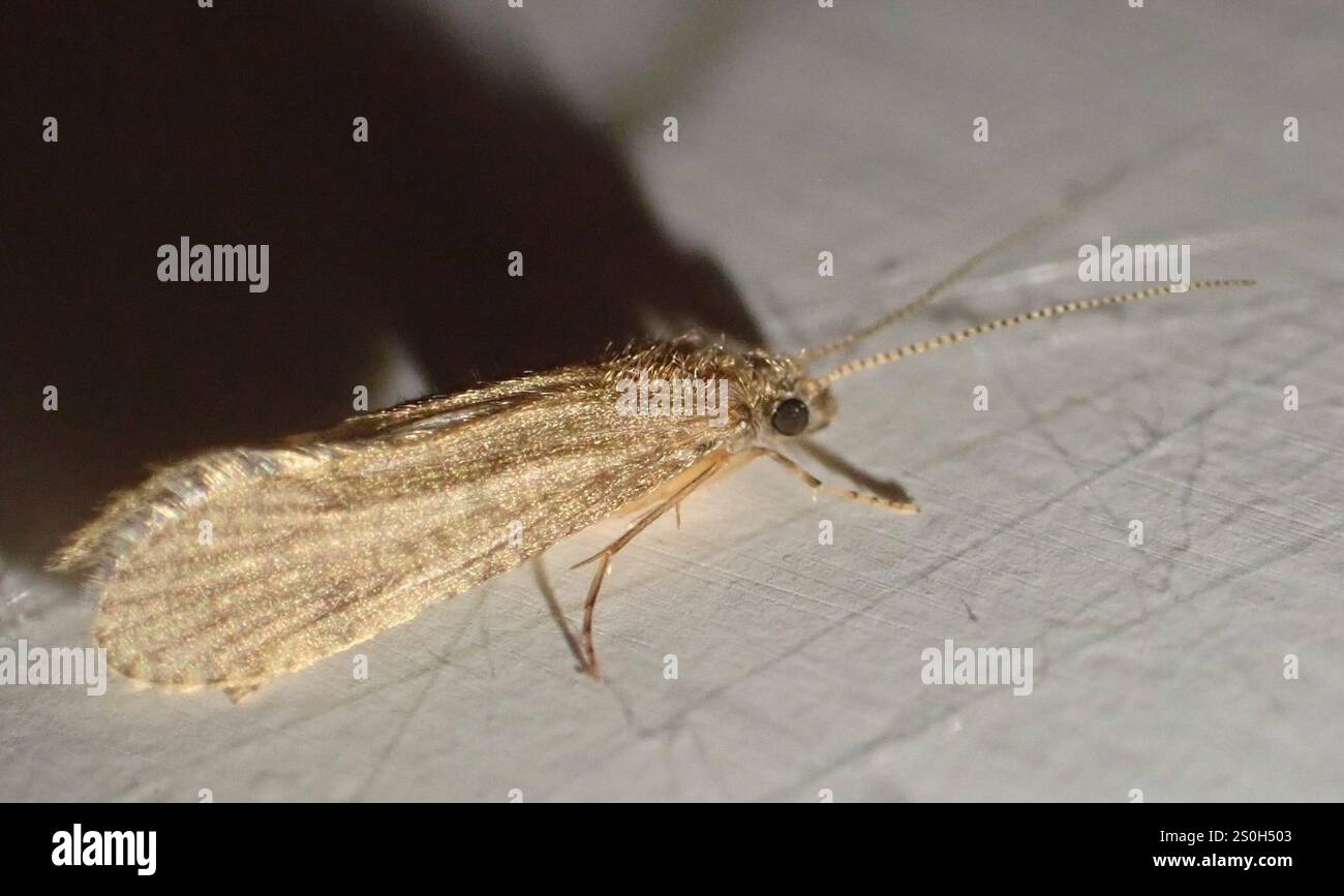 Net Tube Caddisflies (Psychomyiidae Stock Photo - Alamy