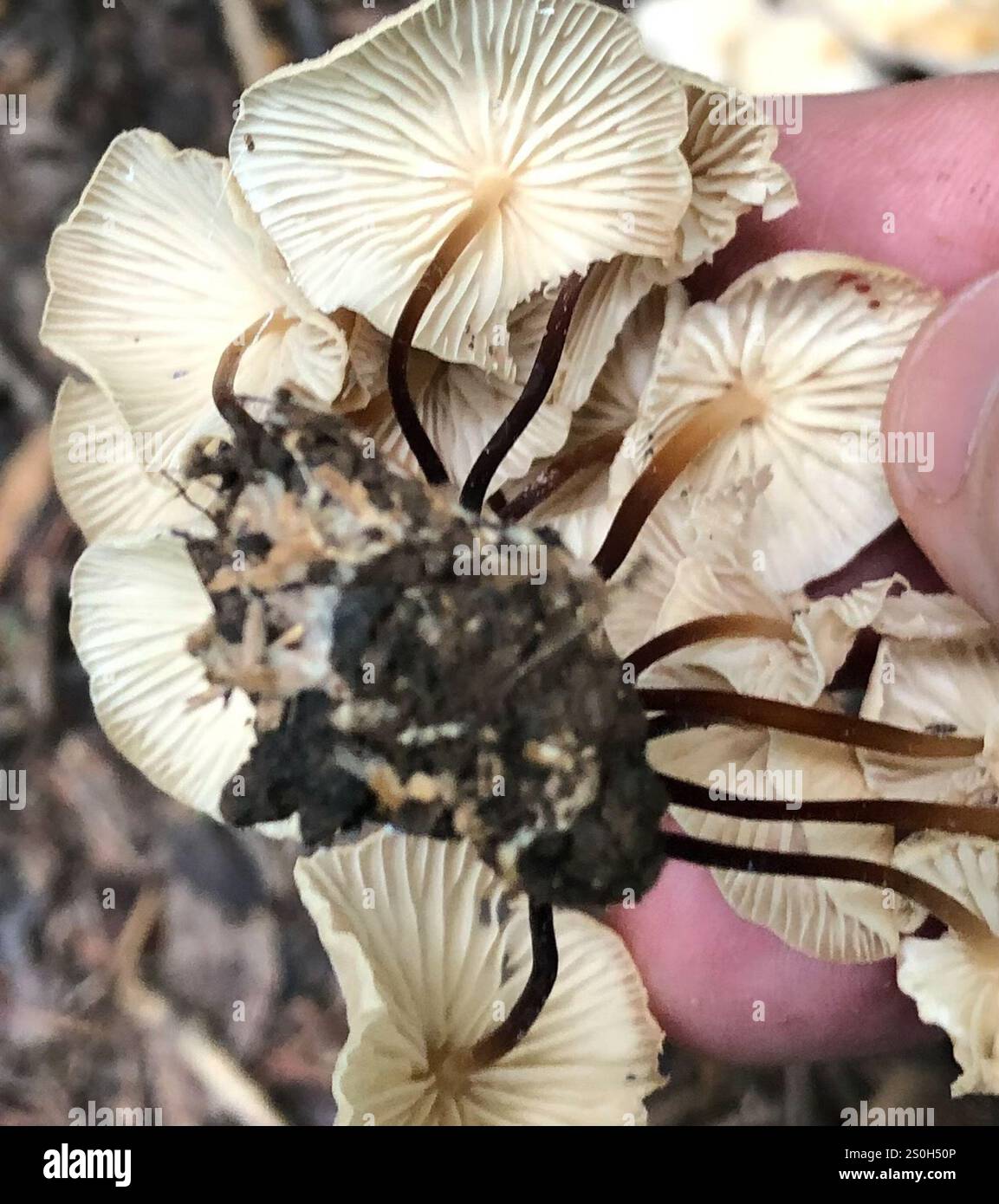 clustered bonnet (Mycena inclinata Stock Photo - Alamy