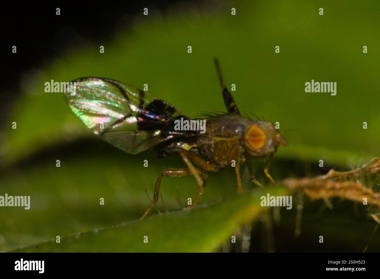 Spectacled Berry Fly (Anomoia purmunda Stock Photo - Alamy