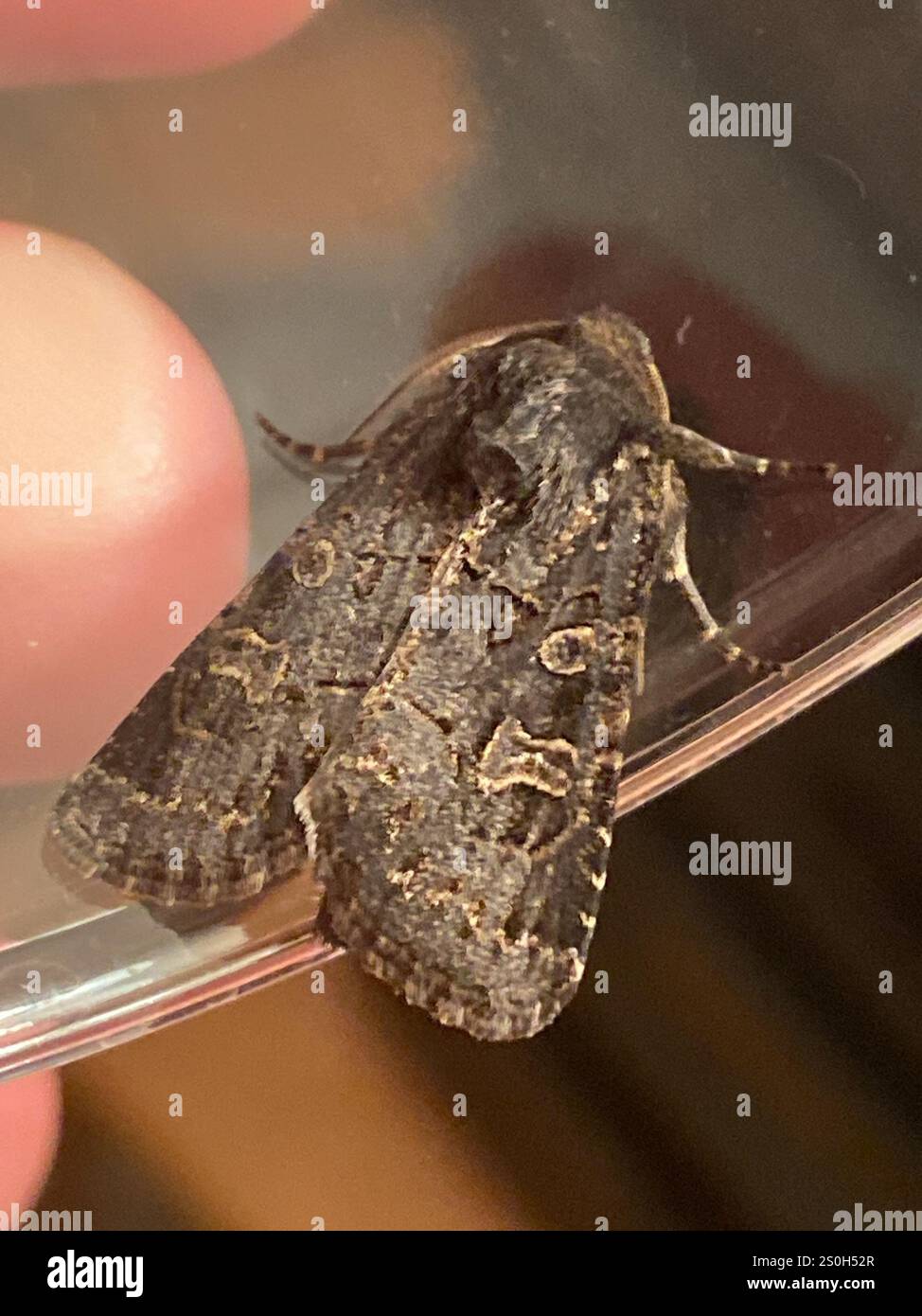 Tholera cespitis hi-res stock photography and images - Alamy