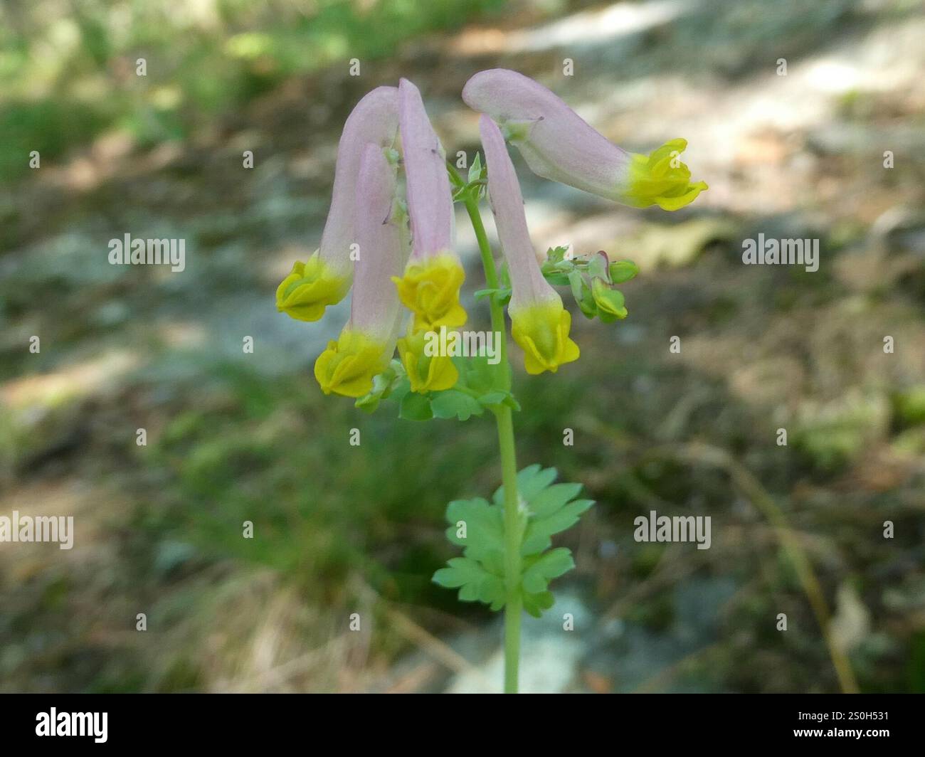 rock harlequin (Capnoides sempervirens Stock Photo - Alamy