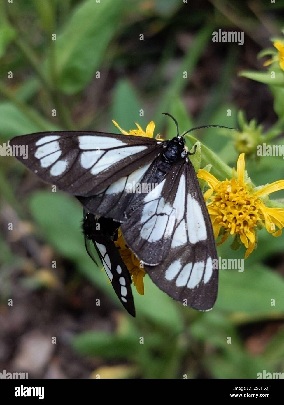 Police Car Moth (Gnophaela vermiculata Stock Photo - Alamy
