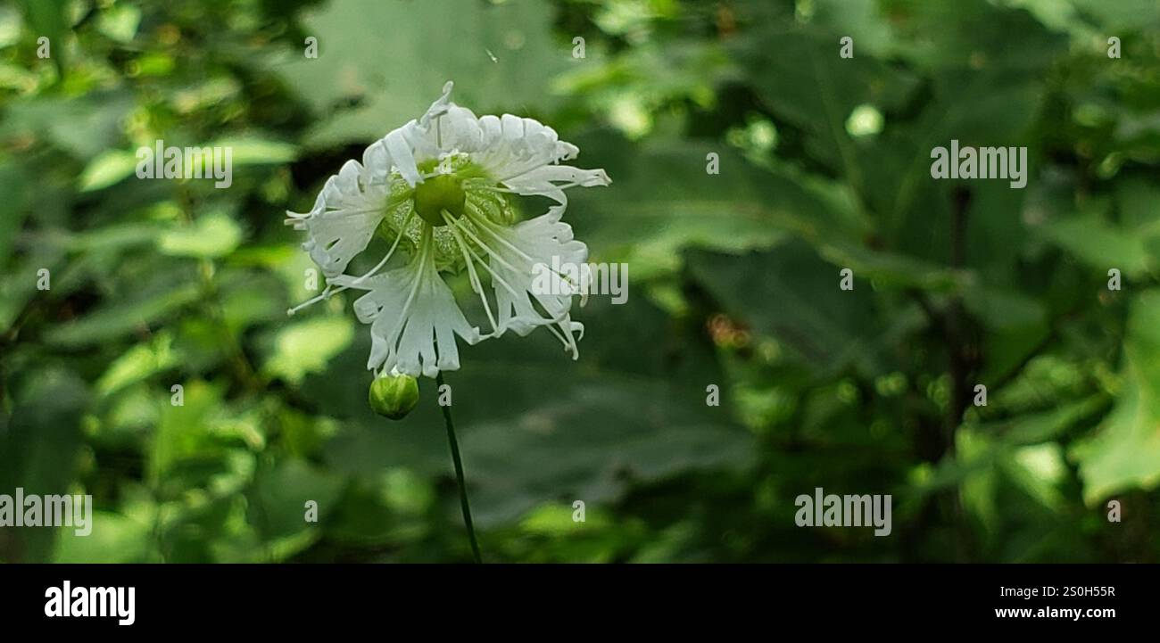 starry campion (Silene stellata Stock Photo - Alamy