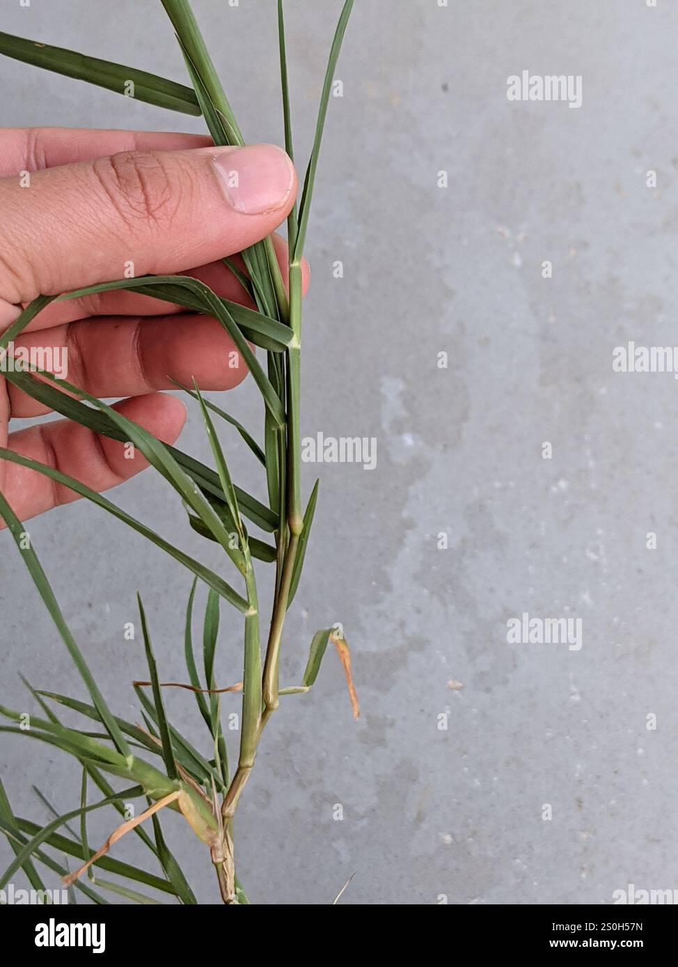 mat sandbur (Cenchrus longispinus Stock Photo - Alamy