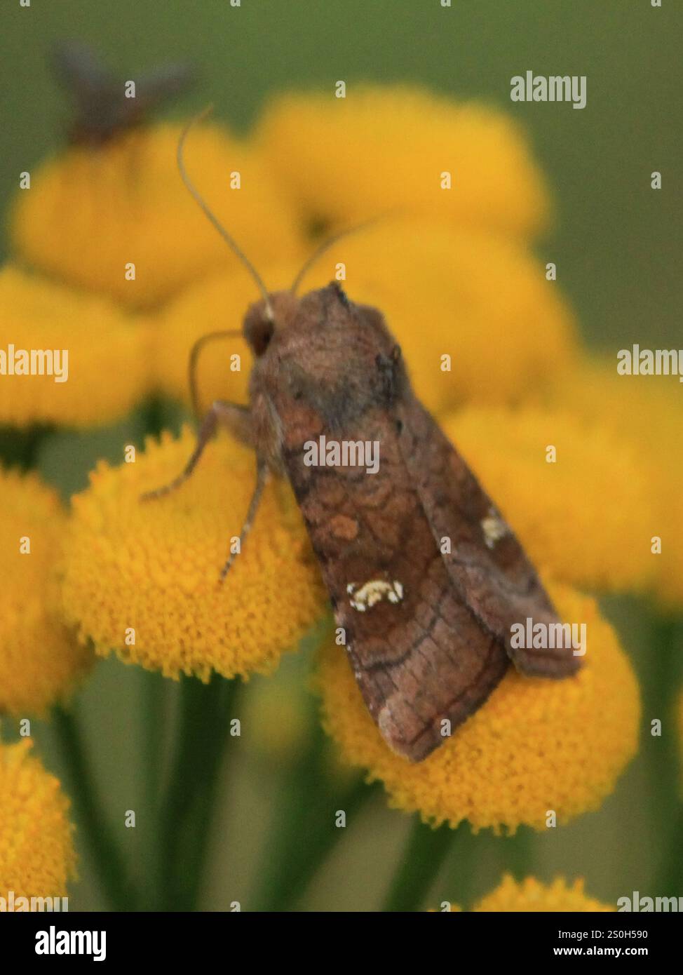 Ear Moths (Amphipoea Stock Photo - Alamy