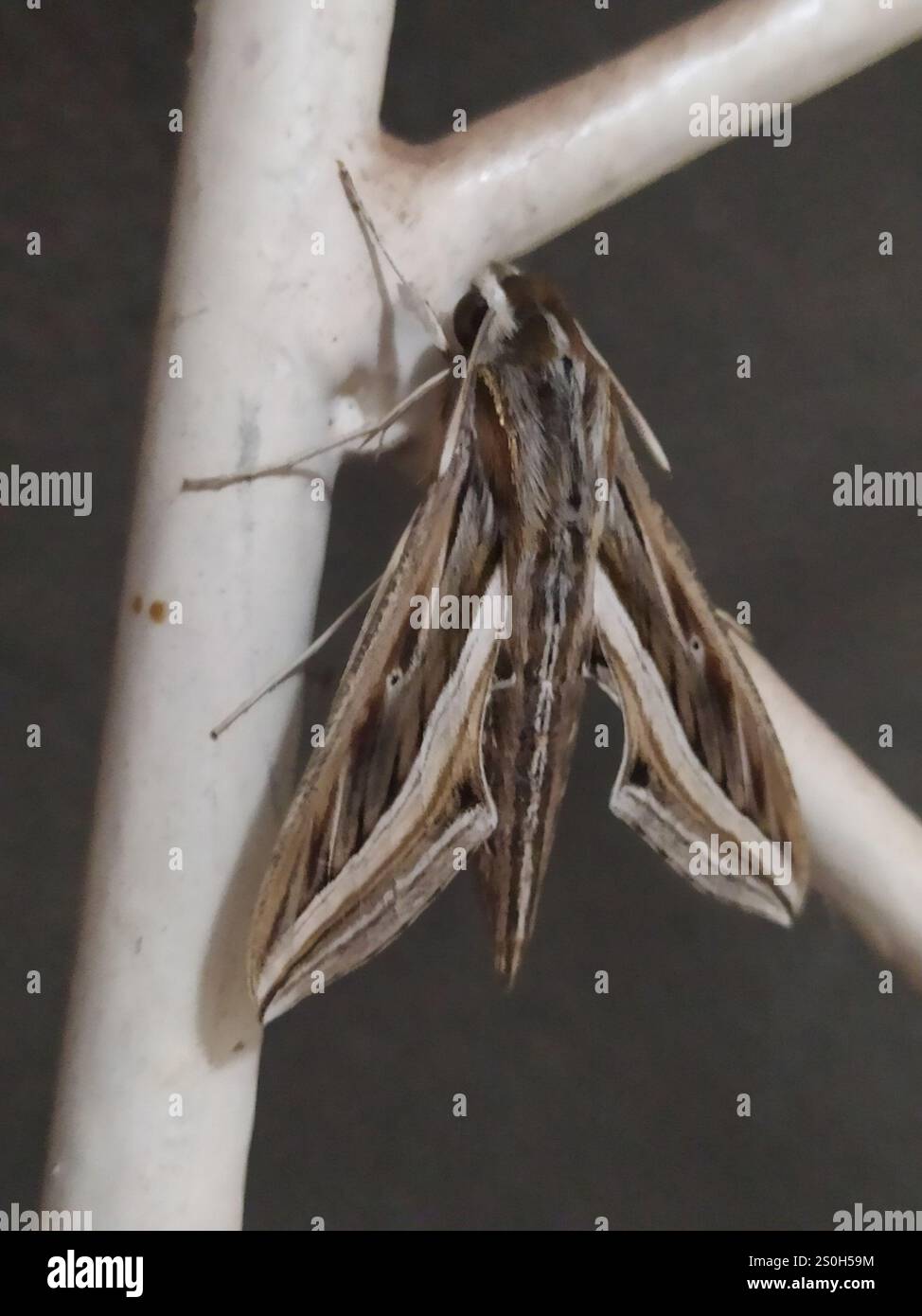 Vine Hawkmoth (Hippotion celerio Stock Photo - Alamy