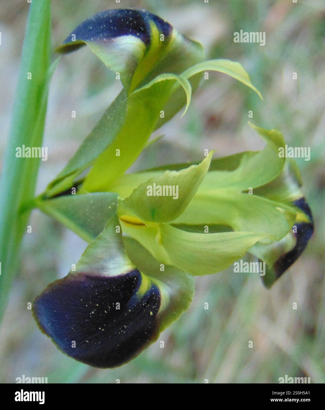 Snake's-head Iris (Iris tuberosa Stock Photo - Alamy
