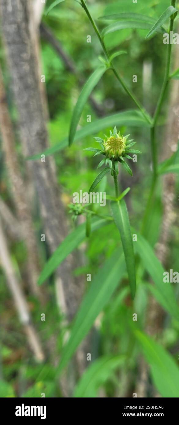 northern bog aster (Symphyotrichum boreale Stock Photo - Alamy