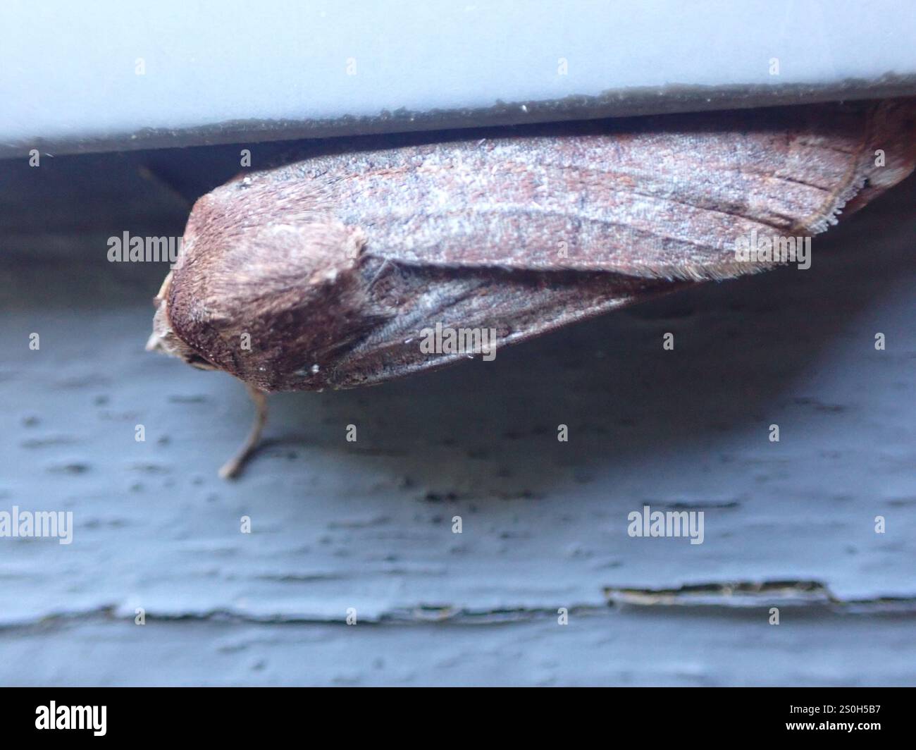 Owlet Moths and Allies (Noctuoidea Stock Photo - Alamy