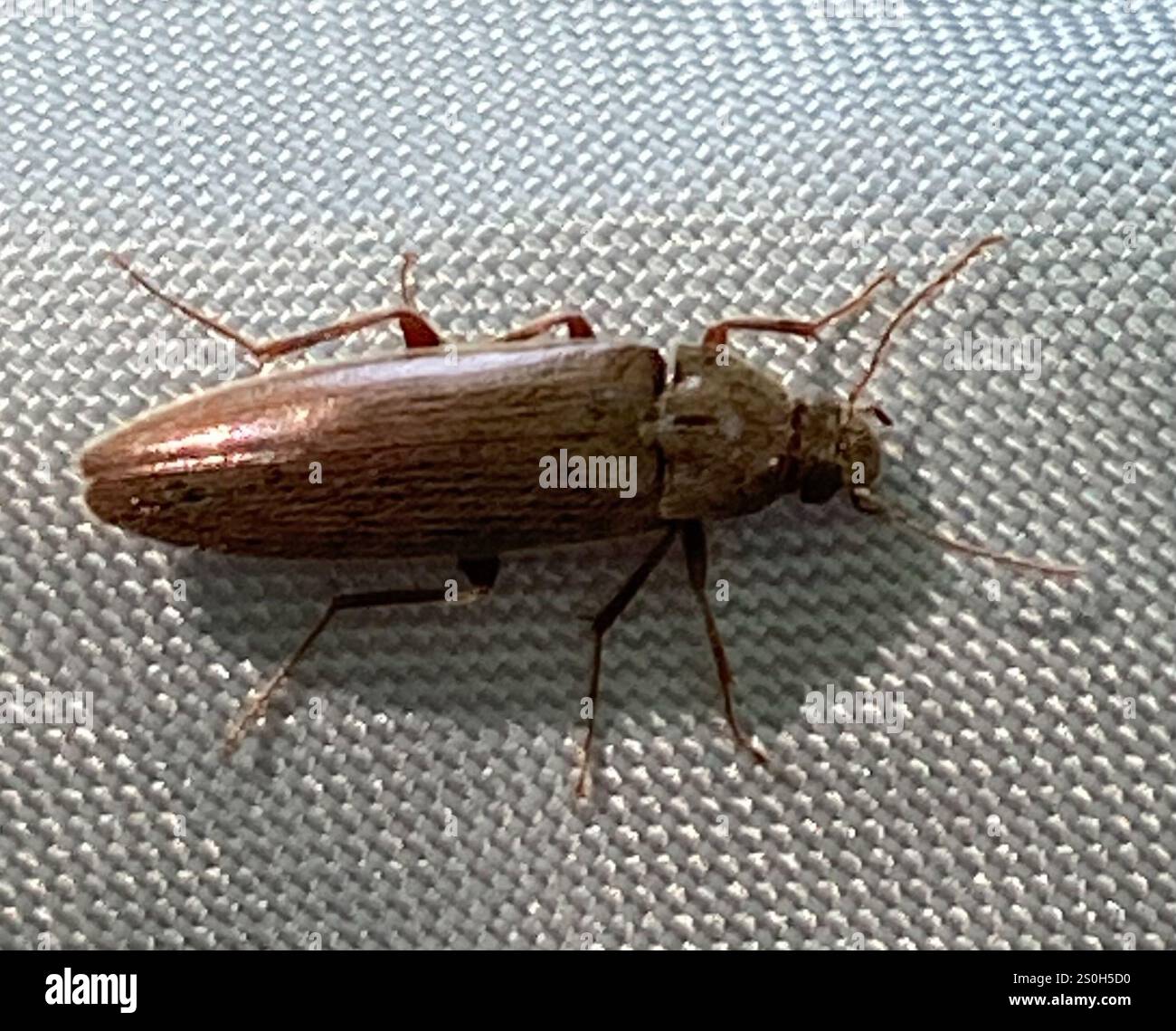 Punctate Synchronized Bark Beetle (Synchroa punctata Stock Photo - Alamy