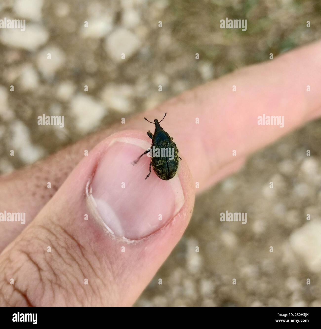 Turbine Cylindrical Weevil (Larinus turbinatus Stock Photo - Alamy