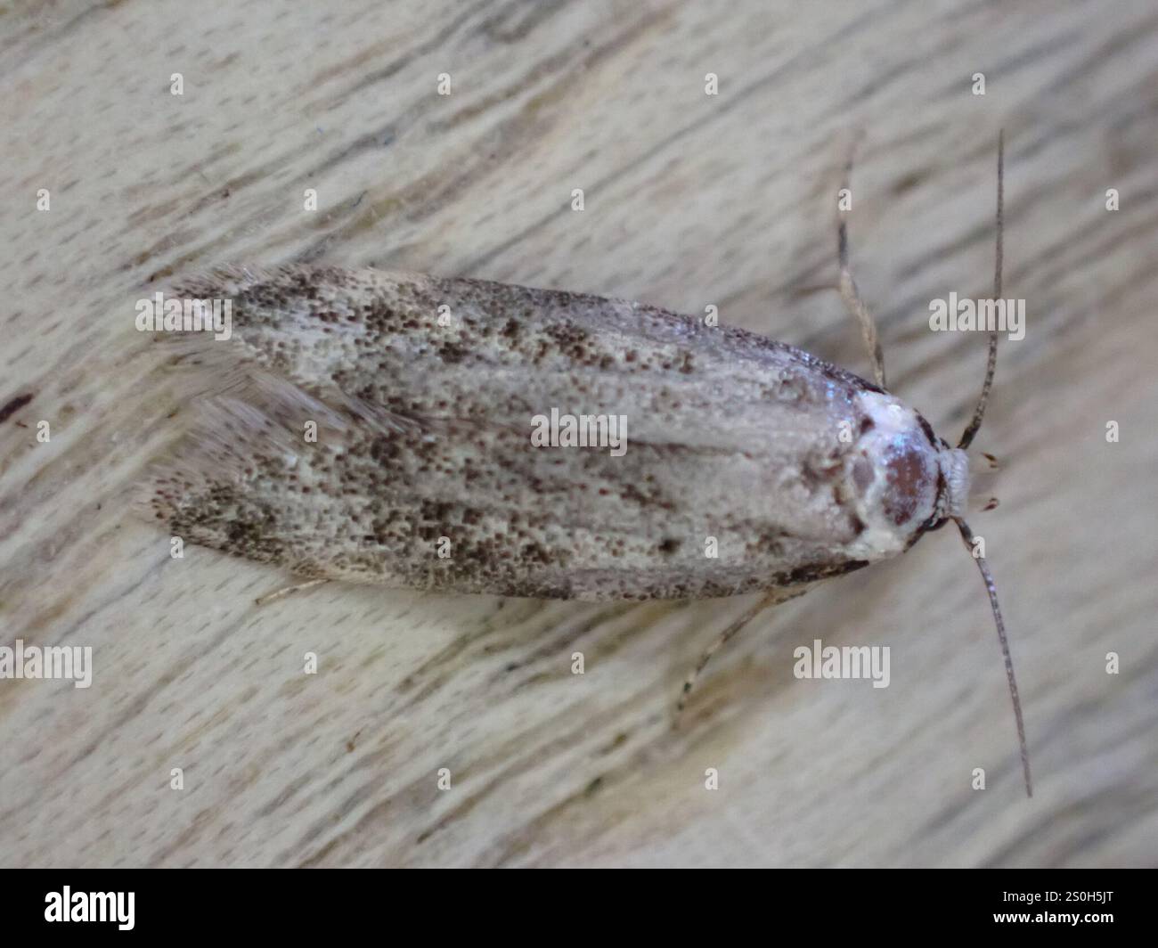 White-shouldered House Moth (Endrosis sarcitrella Stock Photo - Alamy