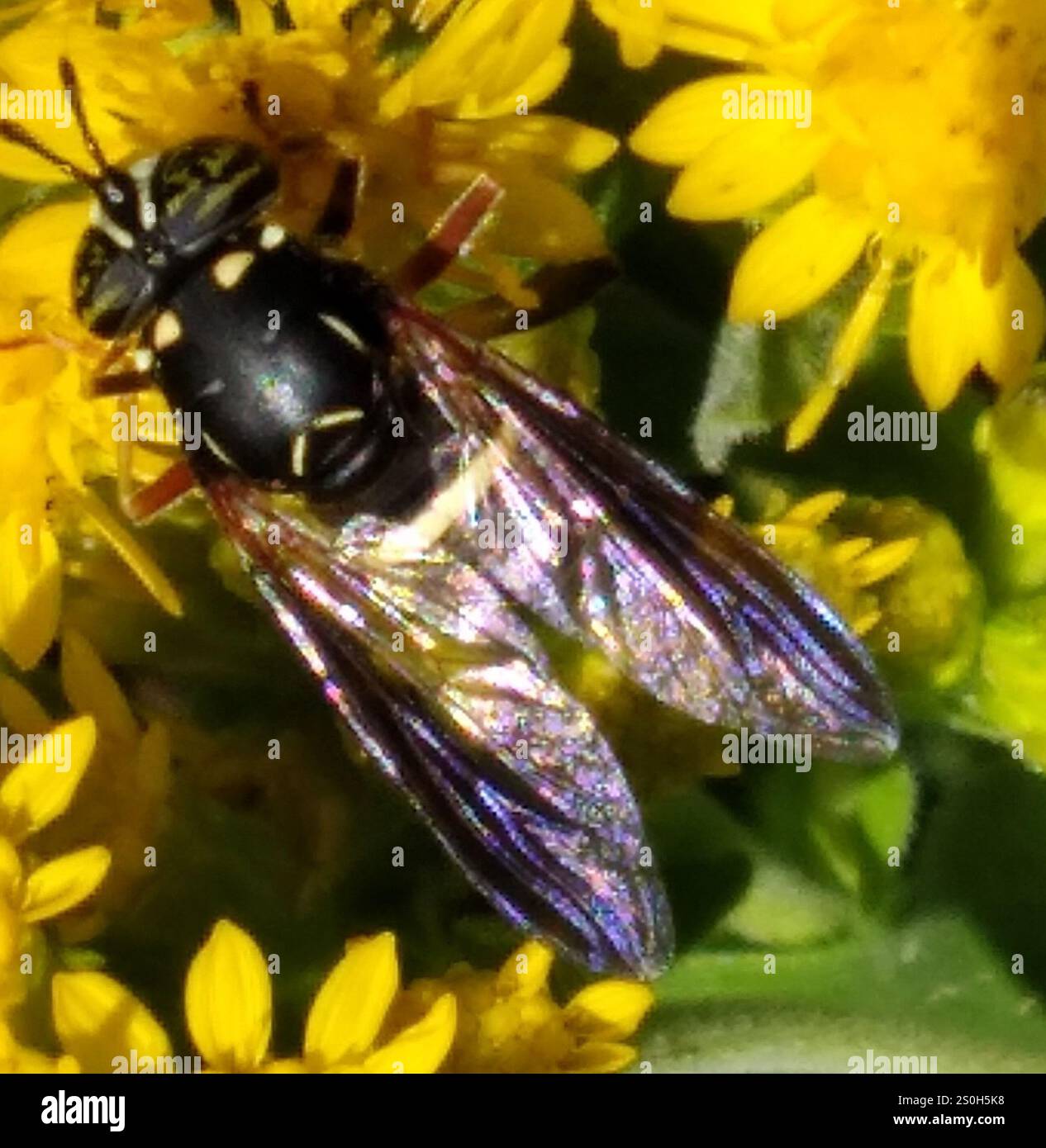Four-lined Hornet Fly (Spilomyia sayi Stock Photo - Alamy