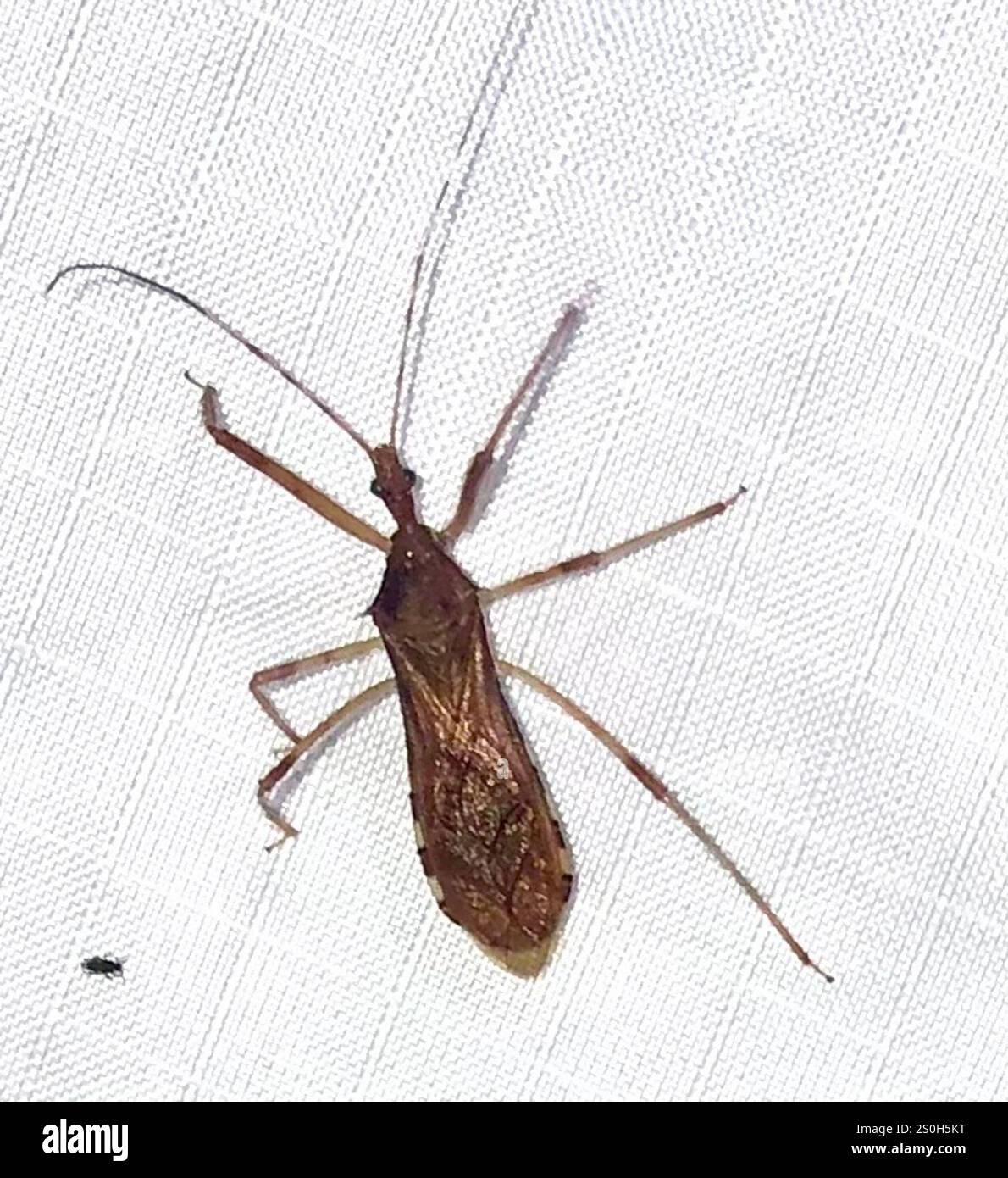 Ringed Horn Assassin Bug (Rocconota annulicornis Stock Photo - Alamy