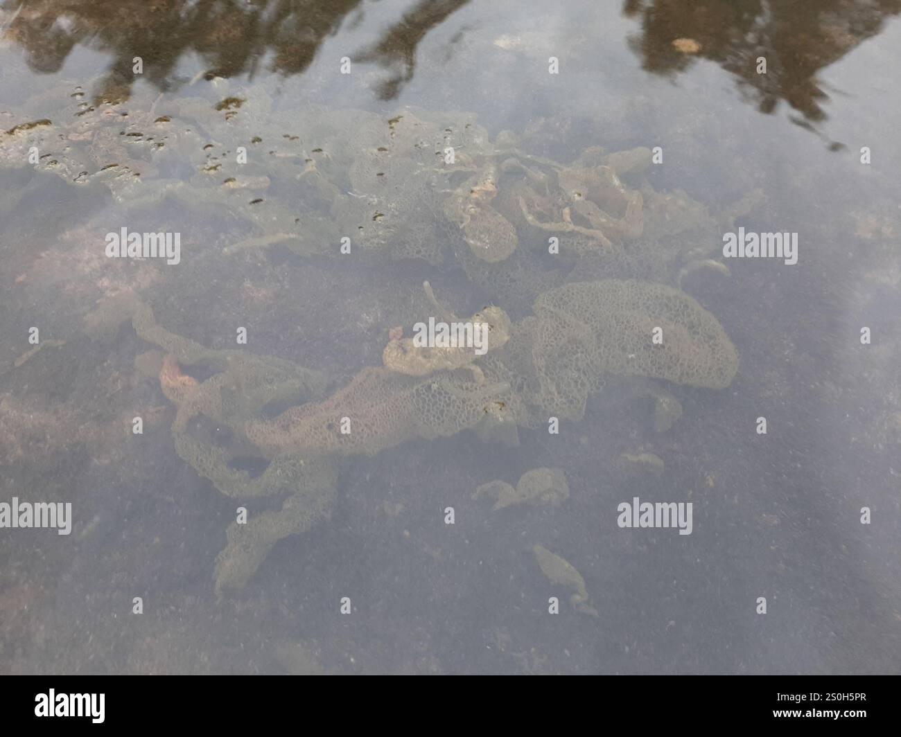 Water Net (Hydrodictyon reticulatum Stock Photo - Alamy