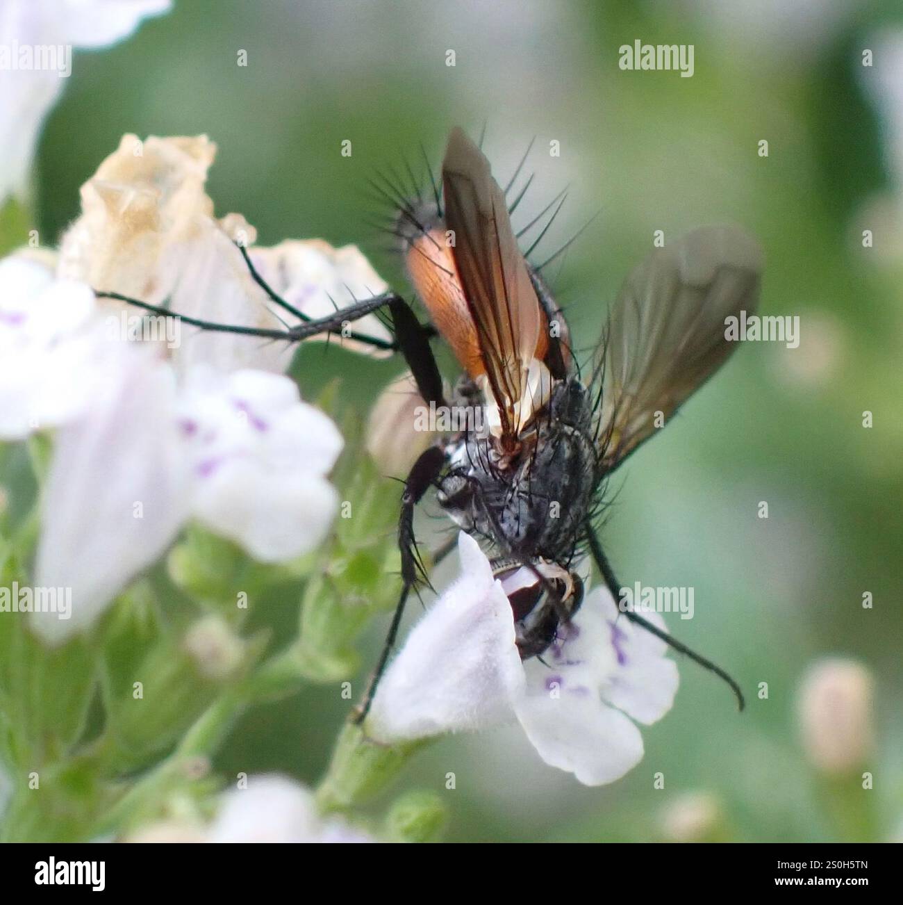 Red Spotted Parasite Fly (Eriothrix rufomaculata Stock Photo - Alamy