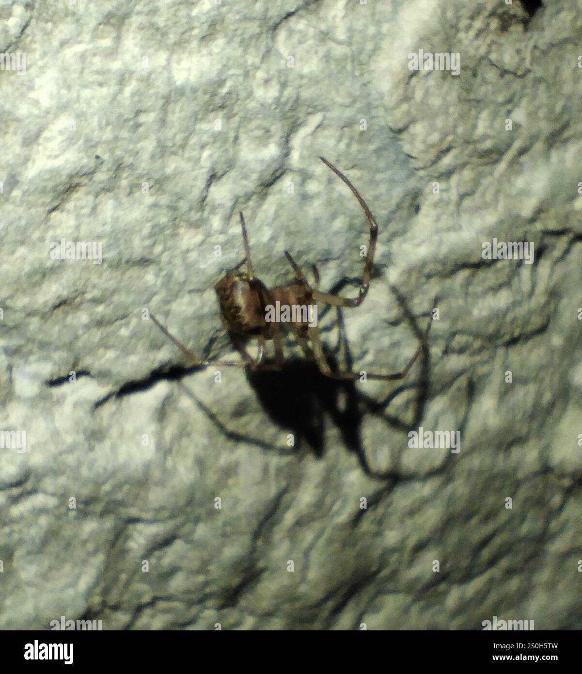 Meta menardi hi-res stock photography and images - Alamy