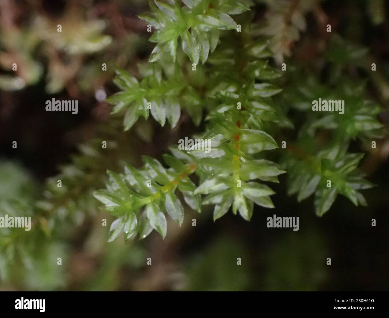 Large Hair Moss (Oligotrichum parallelum Stock Photo - Alamy