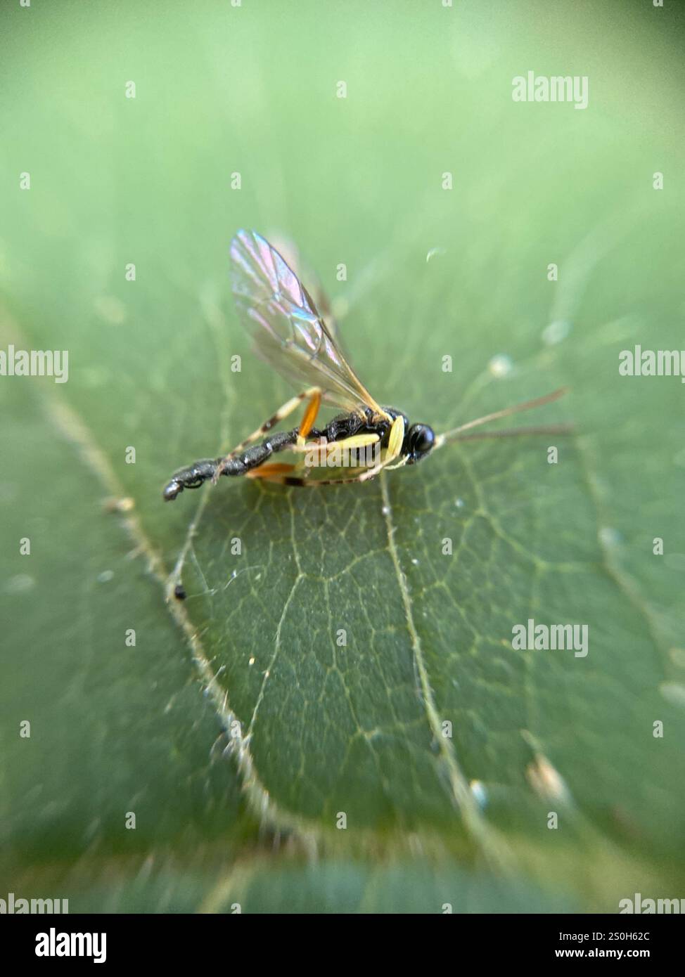 Diamondback Moth Parasitoid Wasp (Diadegma semiclausum Stock Photo - Alamy