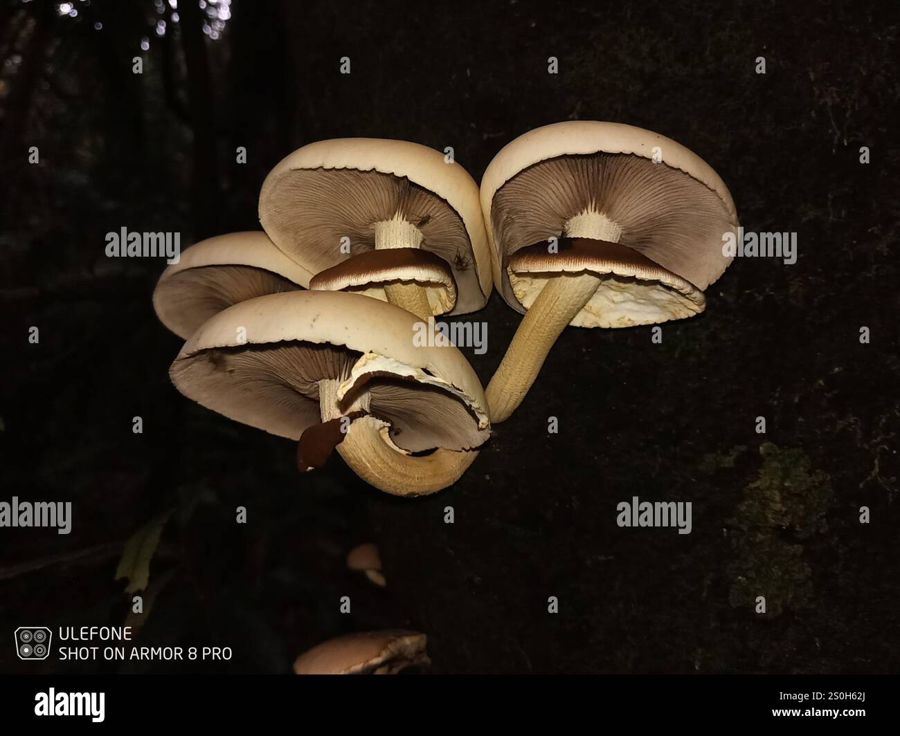 Tawaka (Cyclocybe parasitica Stock Photo - Alamy