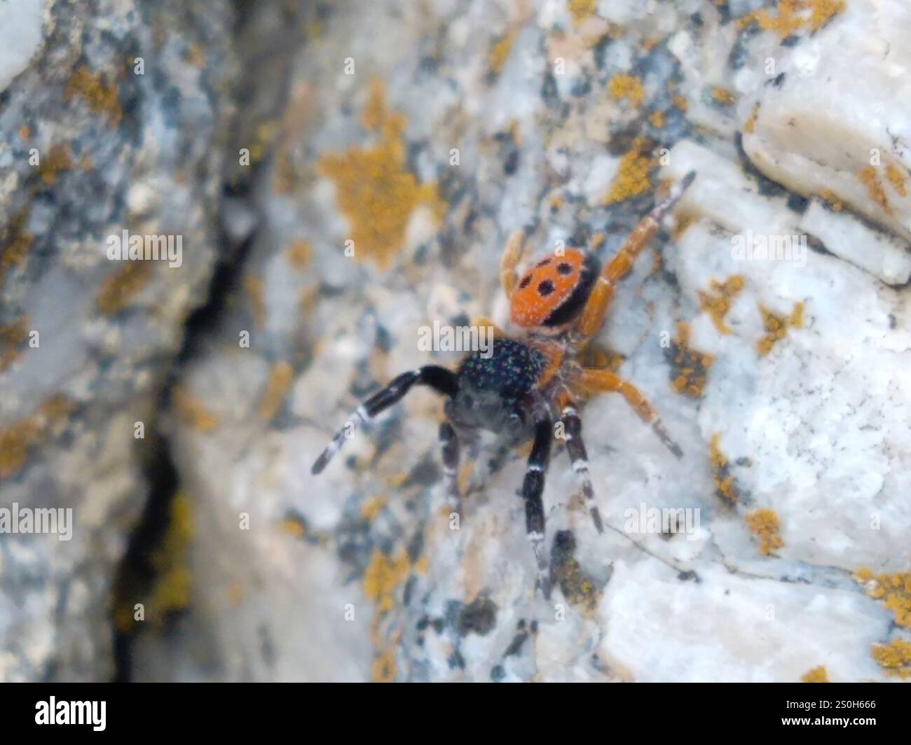 Ladybird Spider (Eresus kollari Stock Photo - Alamy