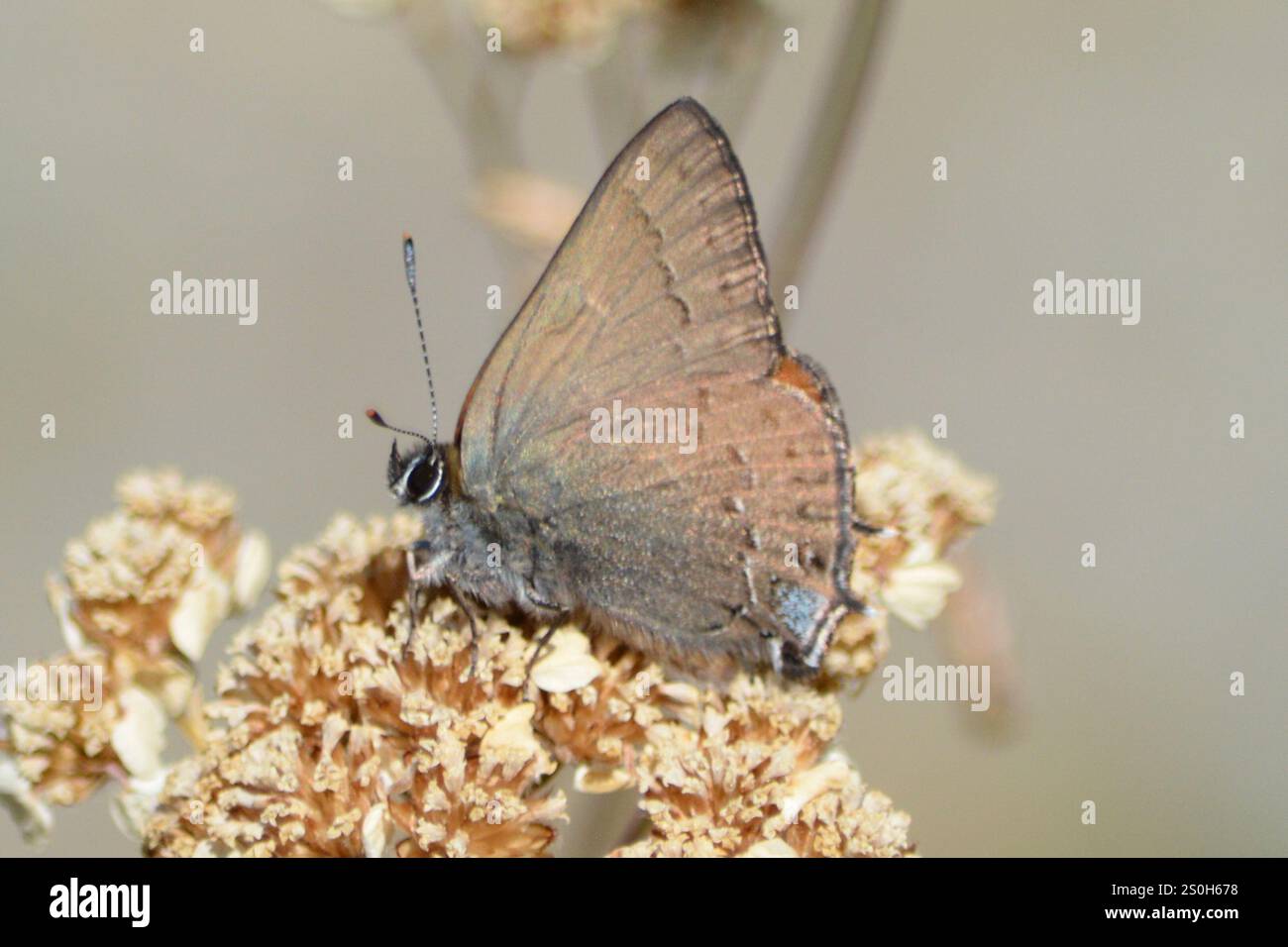 Hedgerow Hairstreak (Satyrium saepium Stock Photo - Alamy