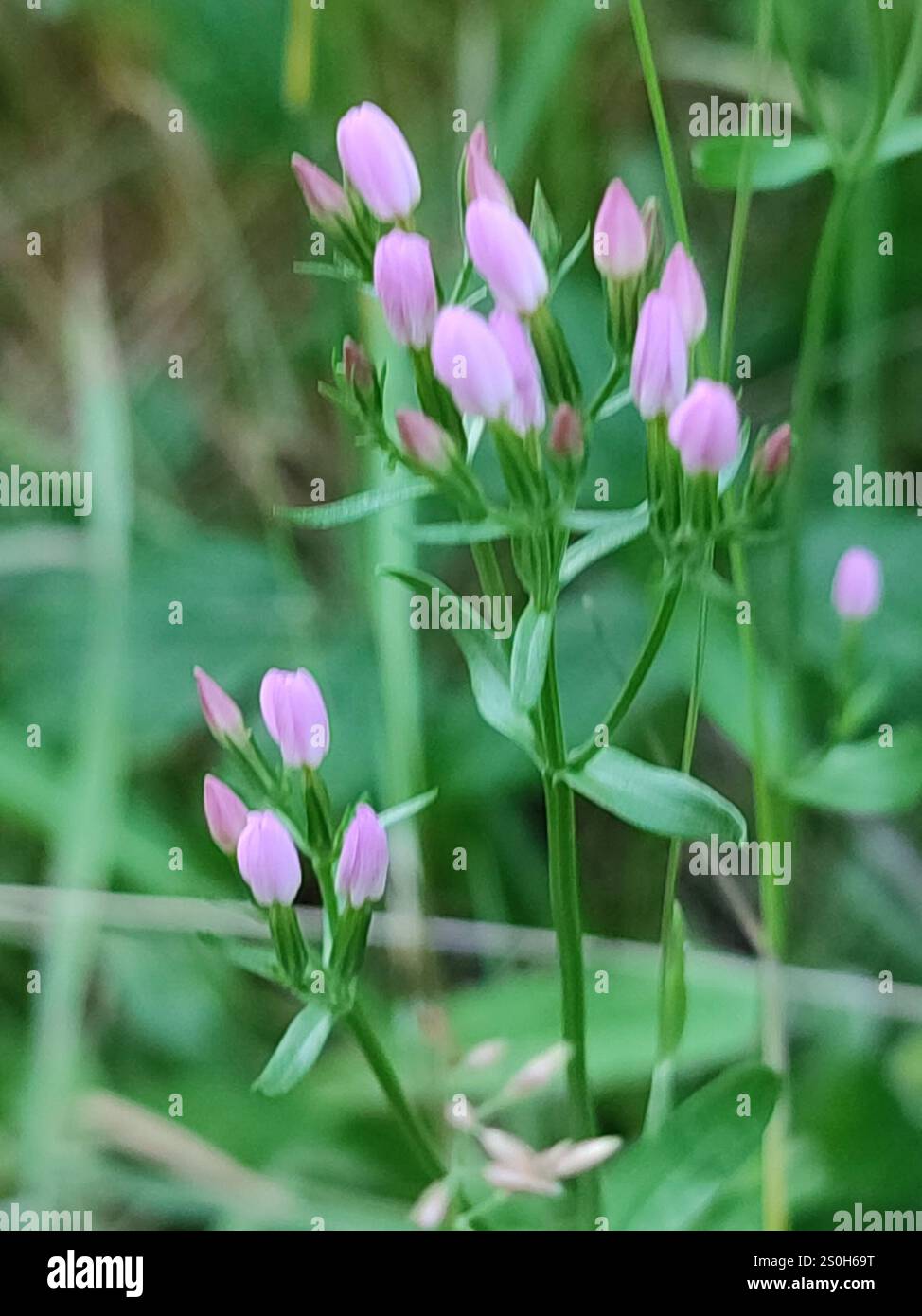 Common centaury (Centaurium erythraea Stock Photo - Alamy
