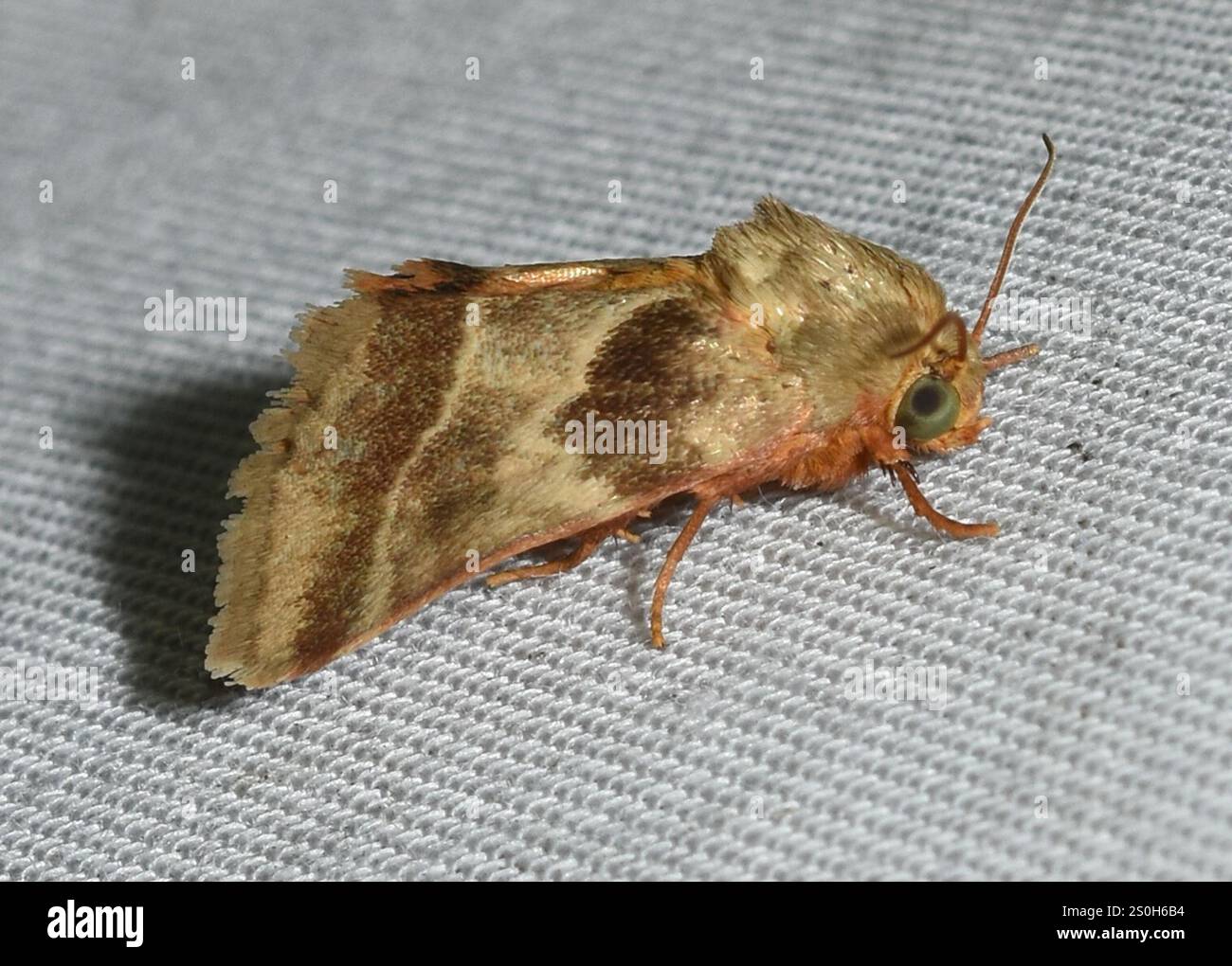 Lynx Flower Moth (Schinia lynx Stock Photo - Alamy