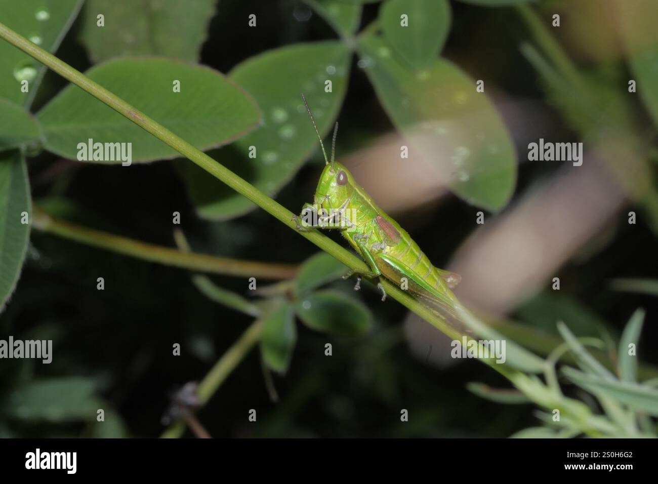 Small Gold Grasshopper (Euthystira brachyptera Stock Photo - Alamy