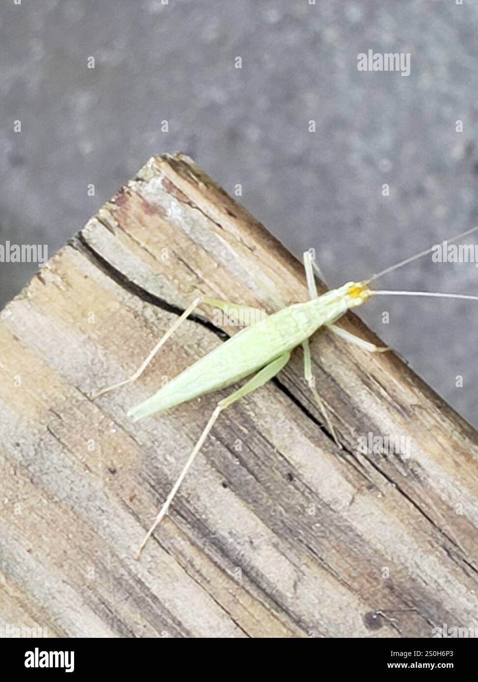 Common Tree Crickets (Oecanthus Stock Photo - Alamy