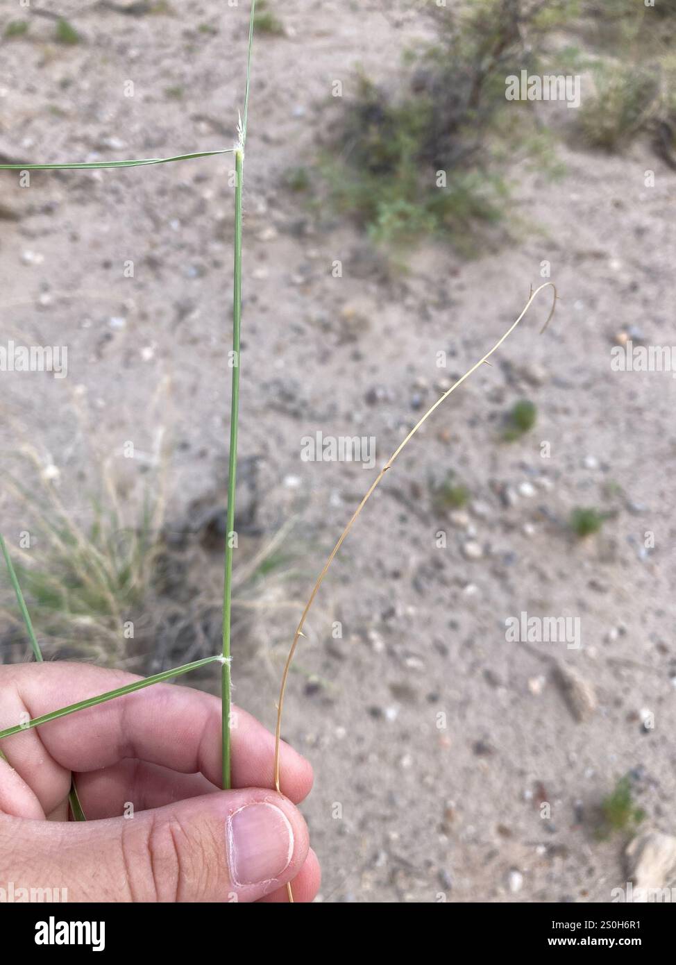 mesa dropseed (Sporobolus flexuosus Stock Photo - Alamy