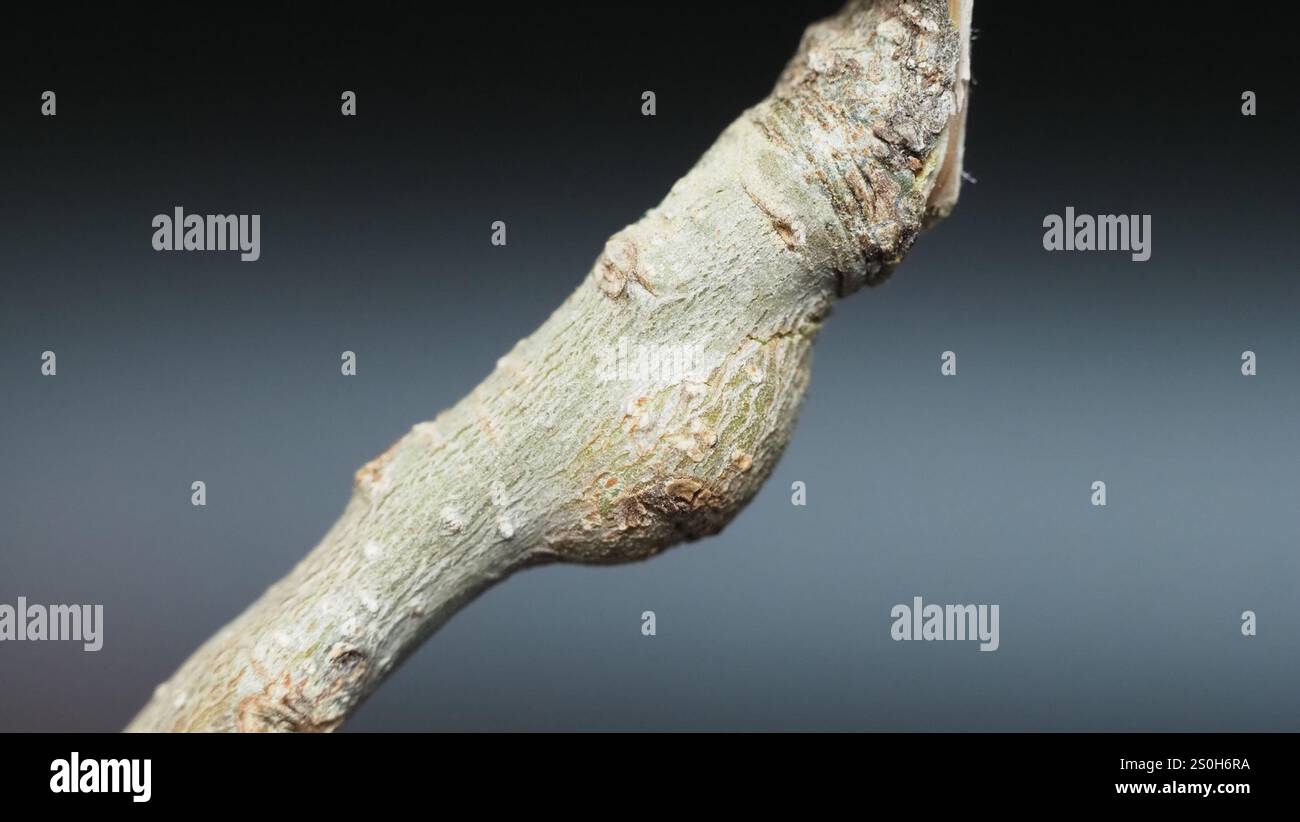 Southern Live Oak Stem Gall Wasp (Callirhytis quercusbatatoides Stock ...