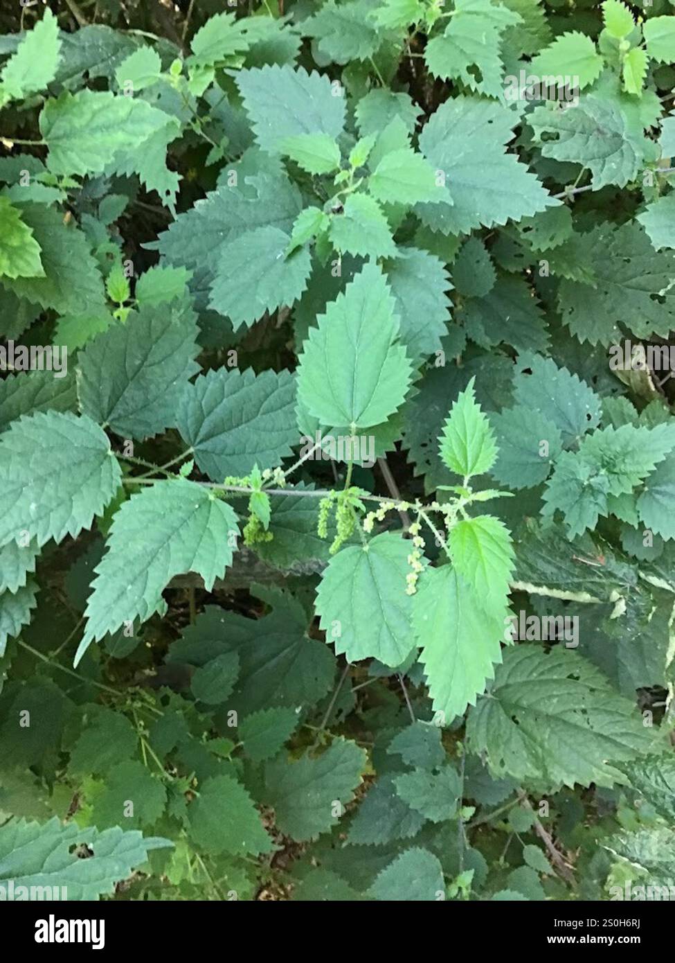 American stinging nettle (Urtica gracilis gracilis Stock Photo - Alamy