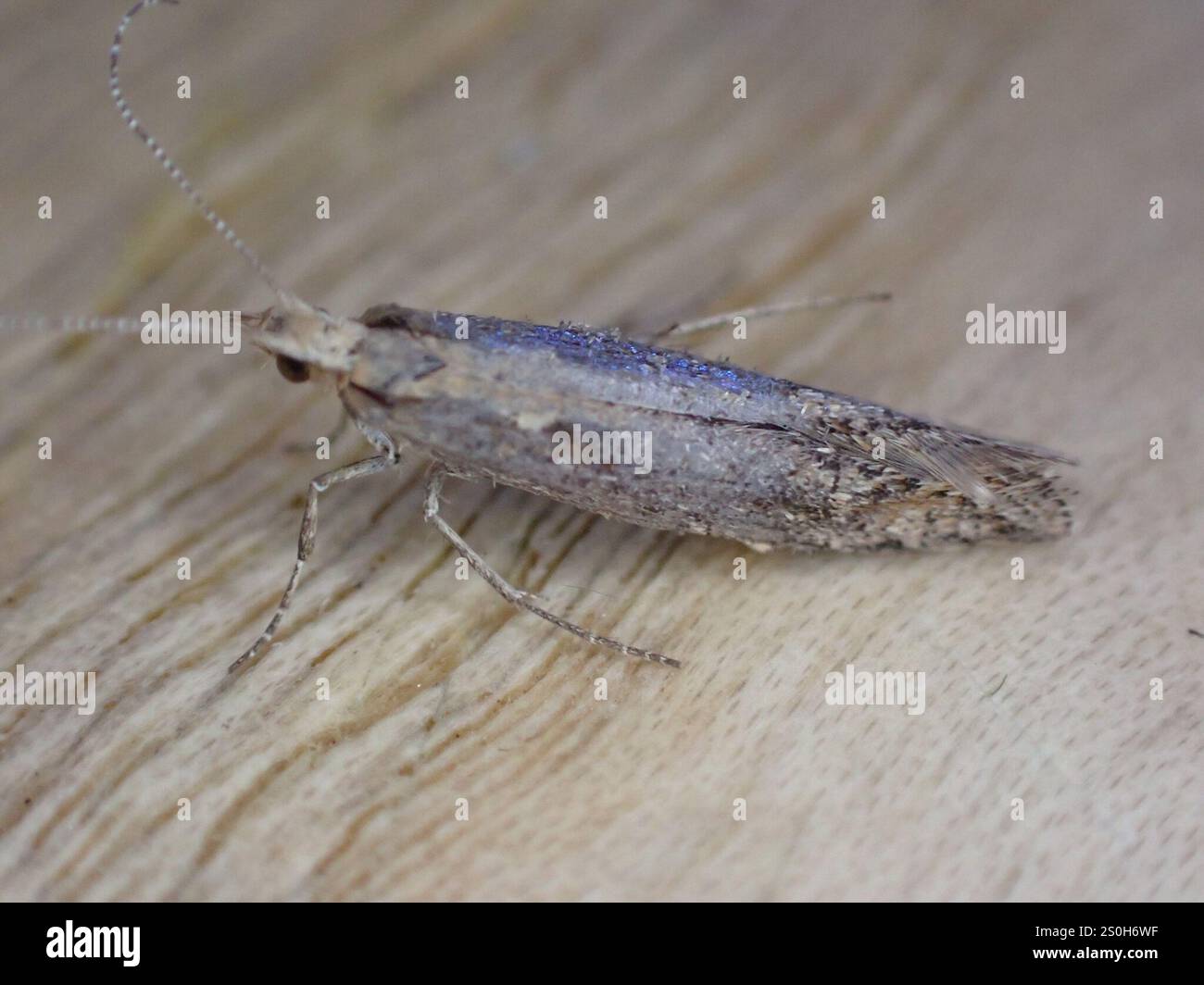 Diamondback Moth (Plutella xylostella Stock Photo - Alamy