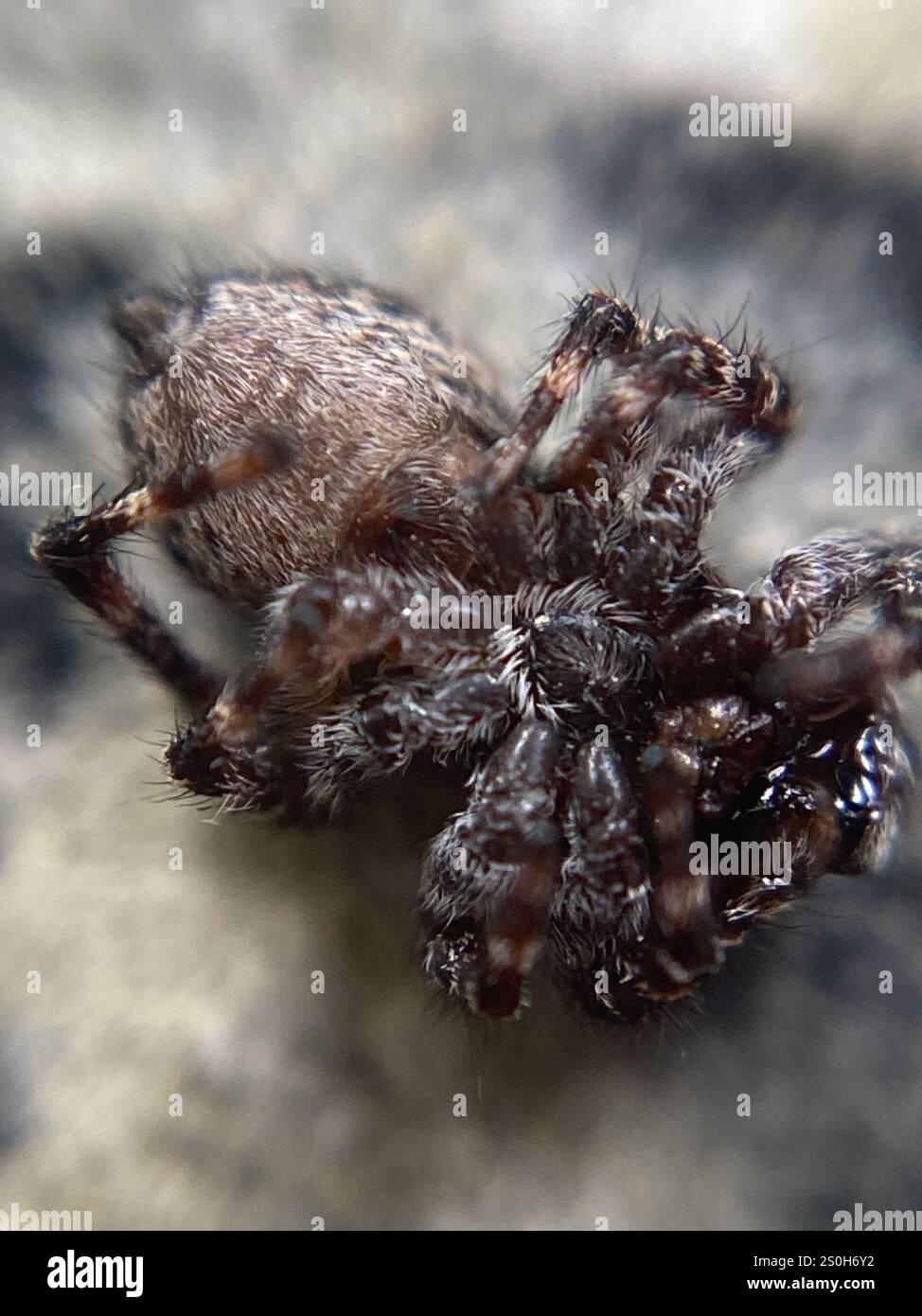 Attulus pubescens hi-res stock photography and images - Alamy