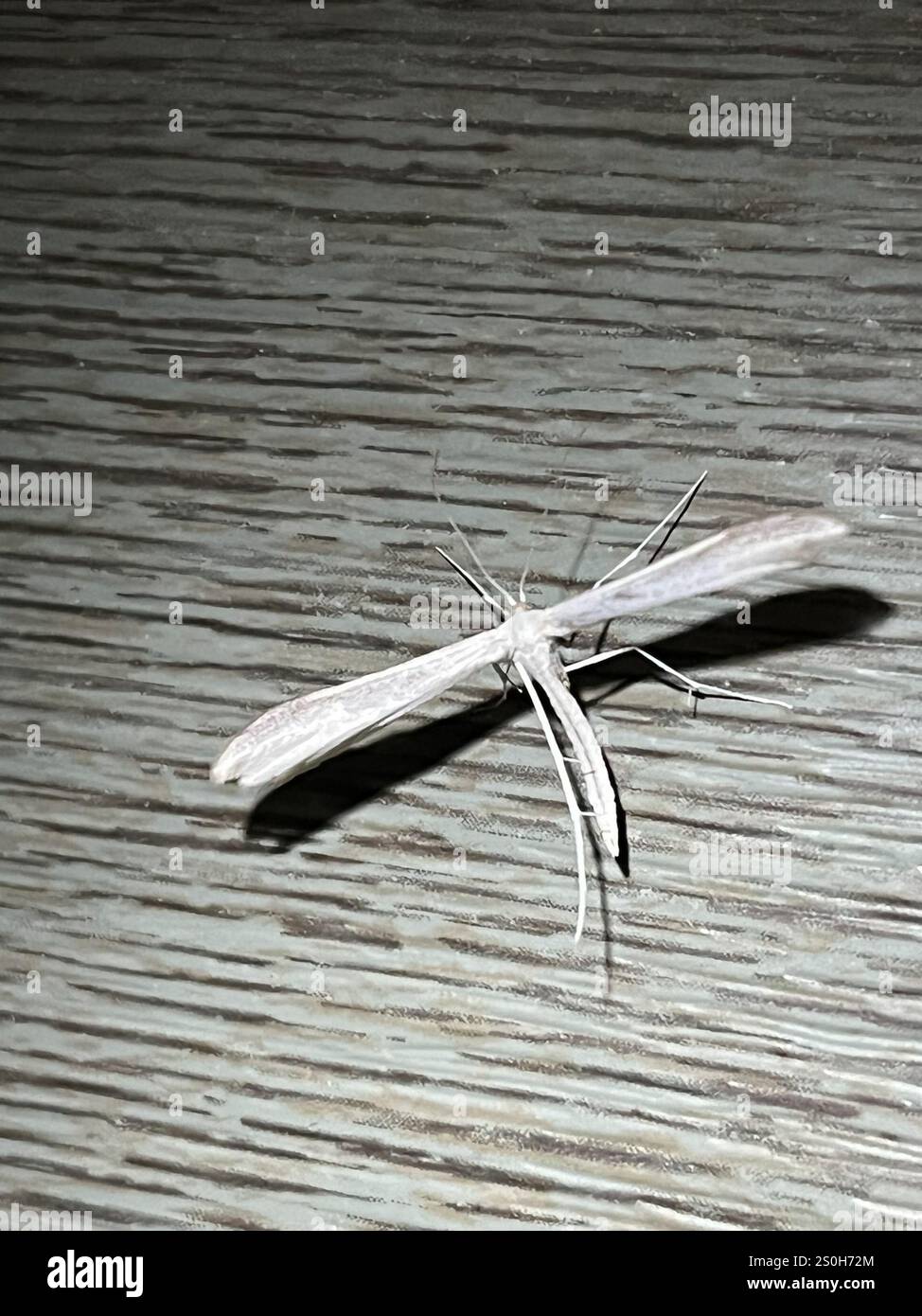 Plain Plume Moth (Hellinsia homodactylus Stock Photo - Alamy