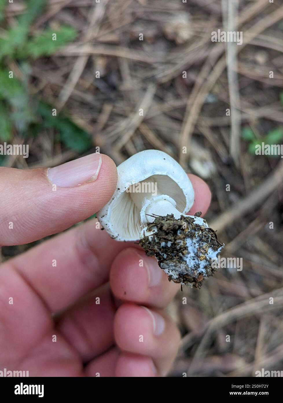 White Dapperling (Leucoagaricus leucothites Stock Photo - Alamy