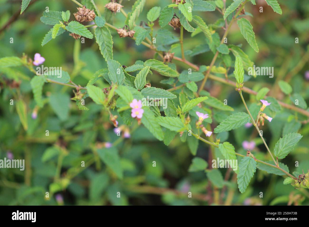 Pyramid Flower (Melochia pyramidata Stock Photo - Alamy
