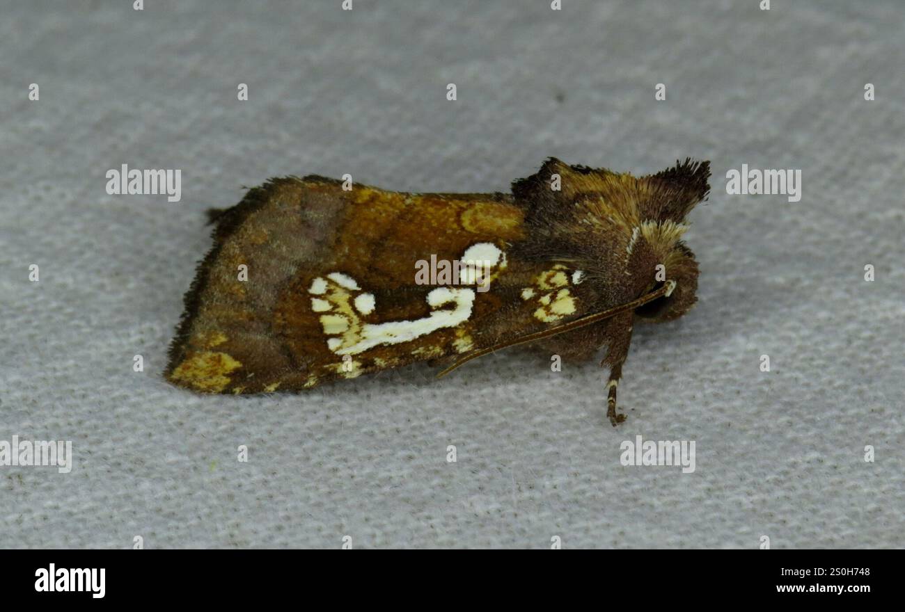 Turtle Head Borer Moth (Papaipema nepheleptena Stock Photo - Alamy