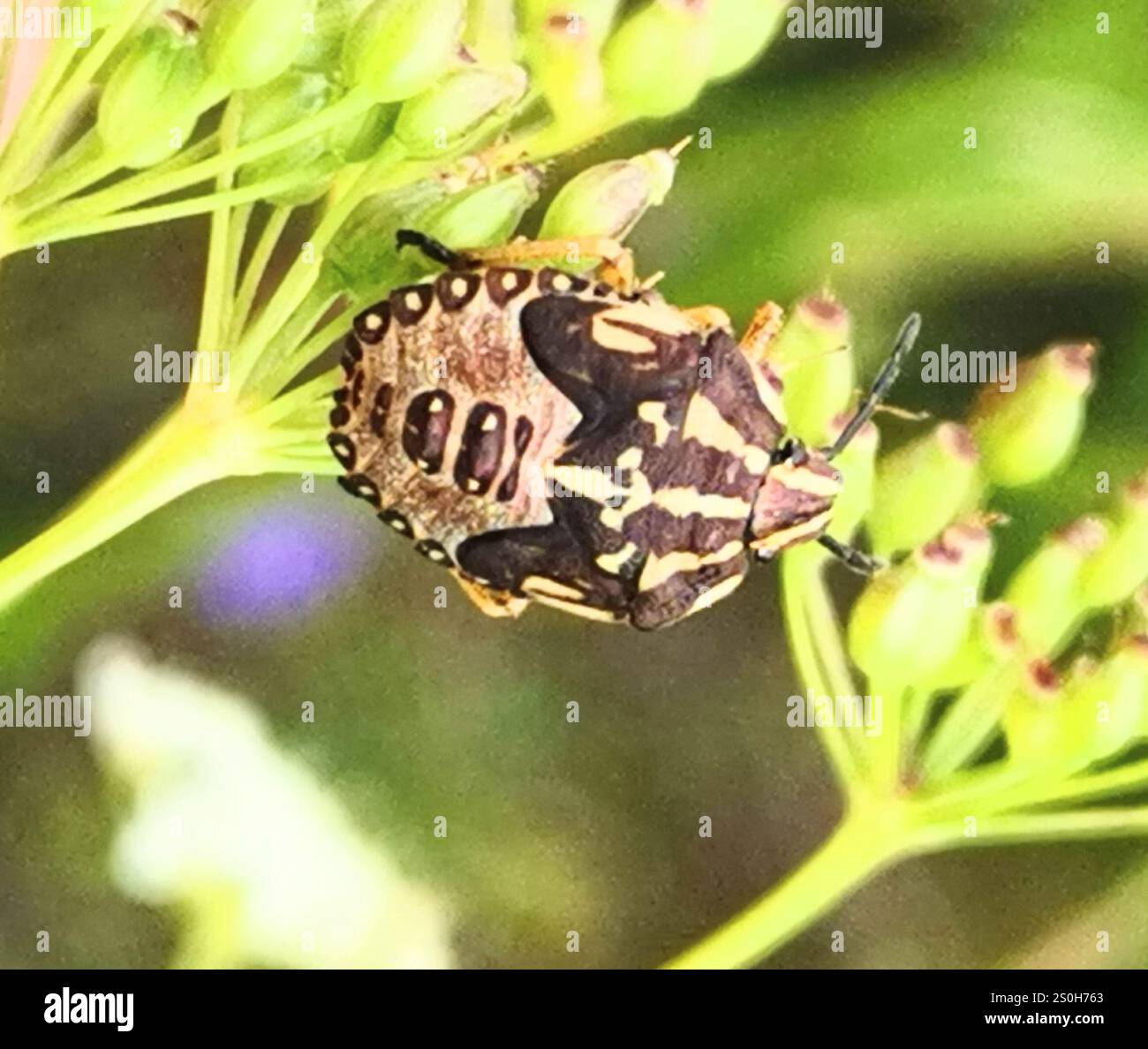 Black-shouldered Shieldbug (Carpocoris purpureipennis Stock Photo - Alamy