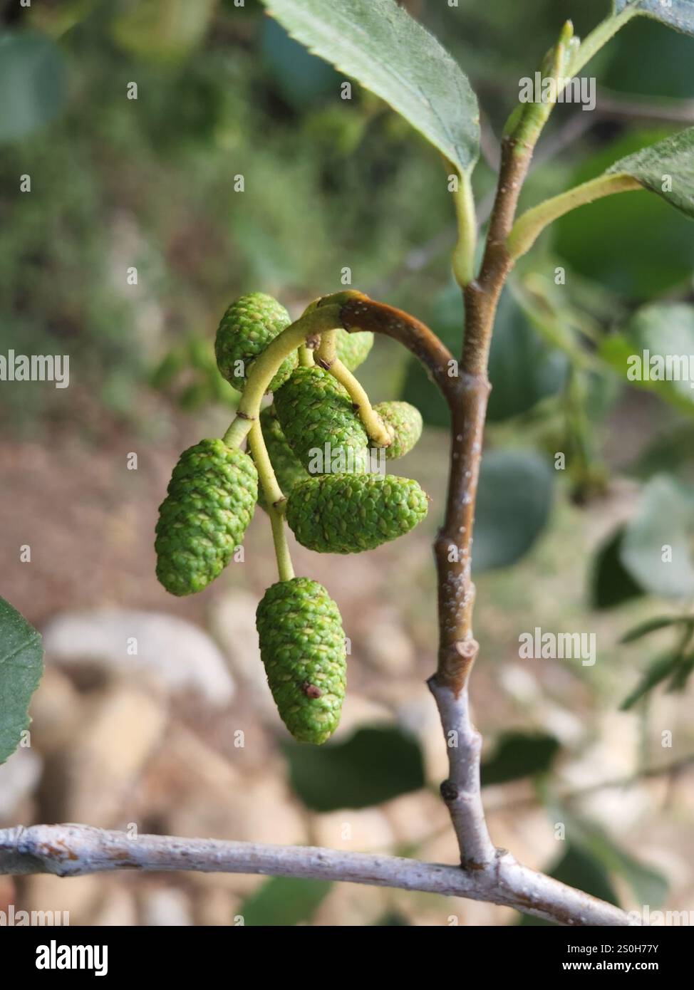 white alder (Alnus rhombifolia Stock Photo - Alamy