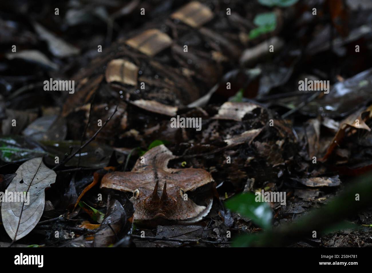 Western Gaboon Viper (Bitis rhinoceros Stock Photo - Alamy