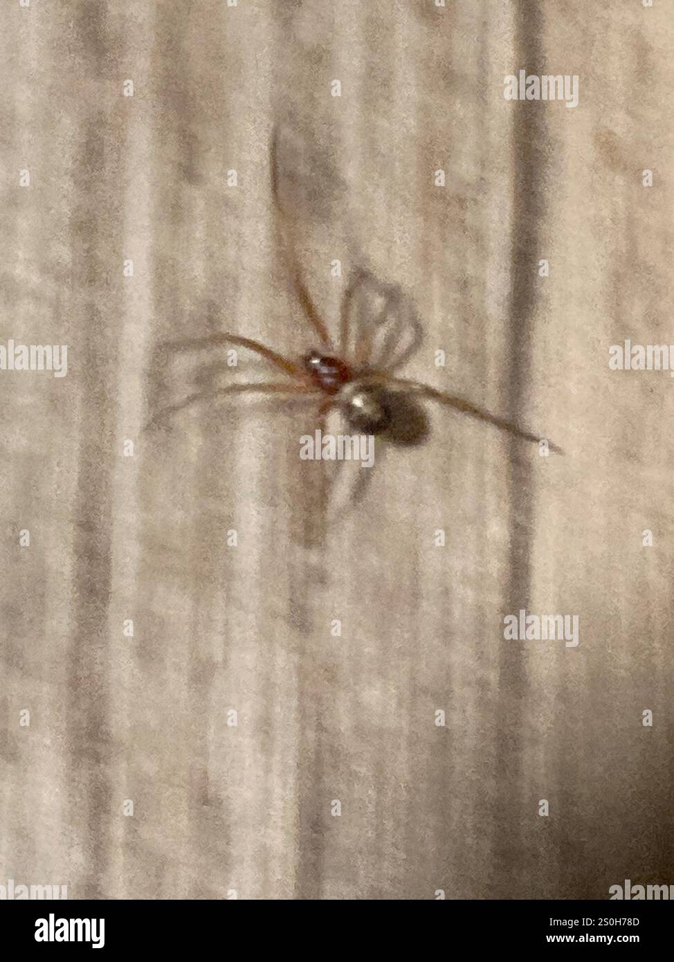 Comb-footed Spiders (Theridiidae Stock Photo - Alamy